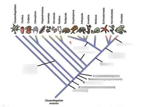 Biology Phylogeny Exam 3 Diagram Quizlet