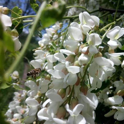 Экзотические фрукты Друзья ниже Вы сможете найти Price List на все экзотические фрукты для