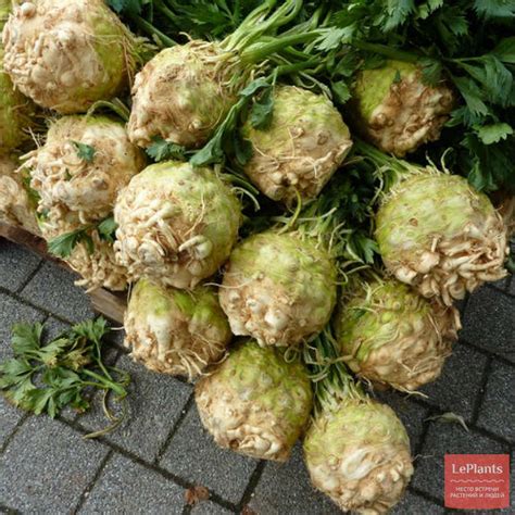 Сельдерей пахучий Apium Graveolens — описание выращивание фото на