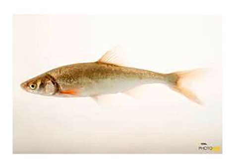 Virgin River Chub Small With Mat