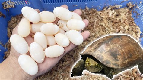 巨大クサガメが目の前で卵を大量にポンポン産みました YouTube