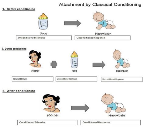 Learning Theory Of Attachment Dollard And Miller