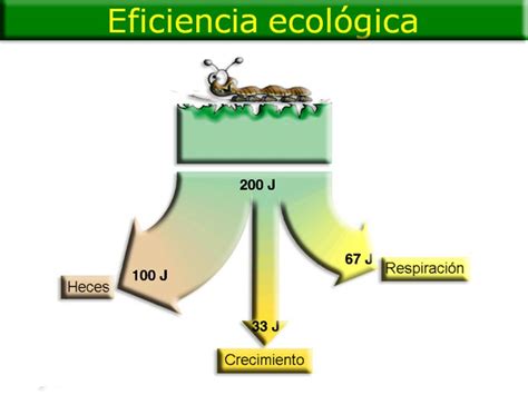 Biodiversidad