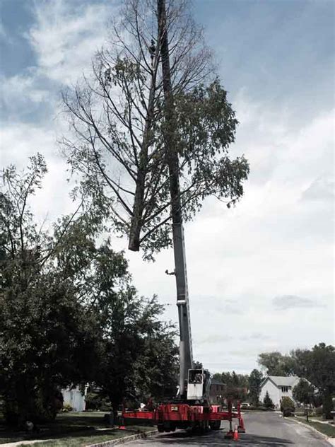 RJS Tree Service Tree Removal Stump Grinding Firewood