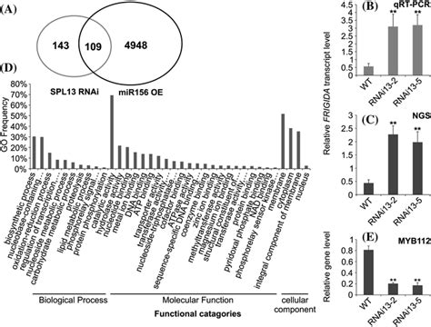 Ngs Based Transcriptome Analysis Of Wt And Spl13 Rnai Alfalfa Plants A Download Scientific
