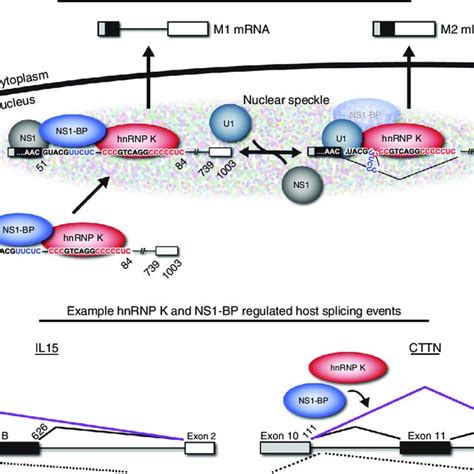 Rnp A1 Iclip Identified Uagg As The Hnrnp A1 Binding Motif A Consensus