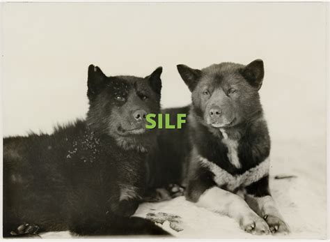 Silf Meaning