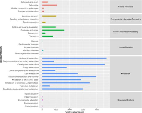 Results Of The Picrust 2 Analysis Of Intestinal Microbiota Download Scientific Diagram