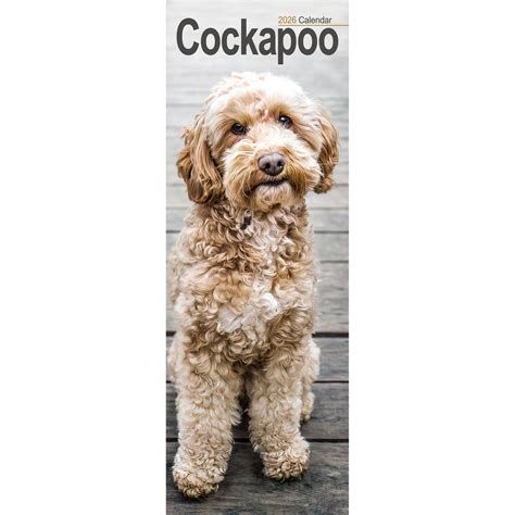 Cockapoo Calendar 2026 Slimline Avonside Publishing Ltd