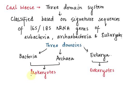 Solved According To The Above Chart What Is The Main Difference Between The Eubacteria And