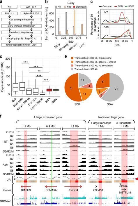 Genomewide Profiling Of Replication Timing Identifies Sdrssdws A