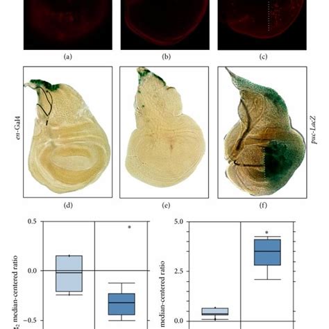 Bimolecular Fluorescence Complementation To Visualize The Interaction Download Scientific