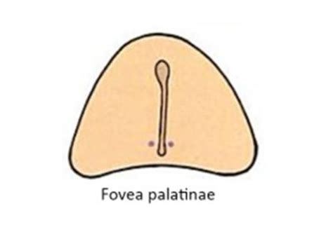 Fovea Palatini