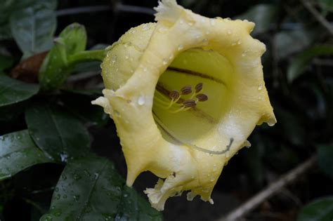Solandra Maxima Introduced Eflora Of India