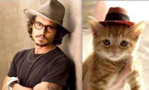 Sexy Guy Or Cat Who Does It Better PickChur Sexy Guy Or Cat Who Does It Better PickChur