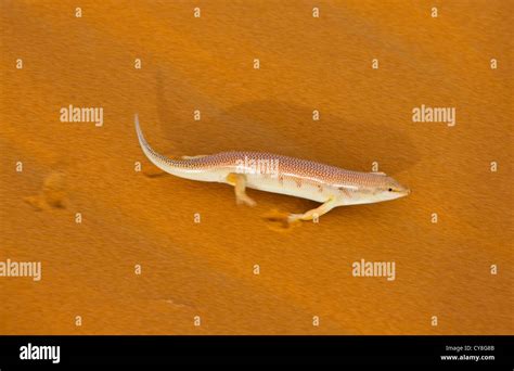 Lizards In The Sahara Desert