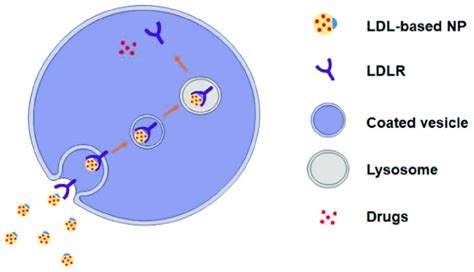 Schematic Diagram Of Cellular Uptake Of Ldl Based Nps Loaded With Drugs Download Scientific