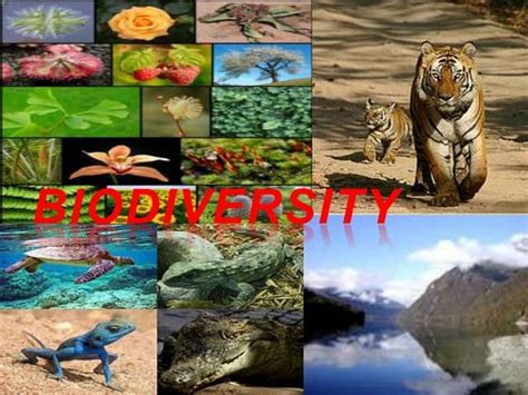 Ppt Of Biodiversity Ppt Geography Science