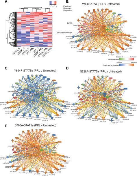Expression Of Stat5a Phospho Mutants Differentially Affects Download Scientific Diagram