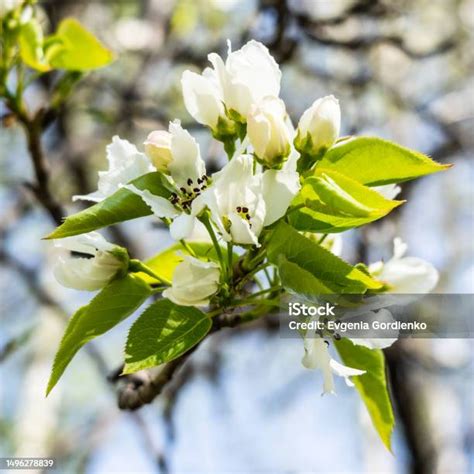 사과의 꽃은 봄날에 피어납니다 사과 꽃 꽃과 새싹 흐릿한 정원을 배경으로 사과나무 가지에 아름다운 꽃들이 있다 개발에 대한 스톡 사진 및 기타 이미지 Istock