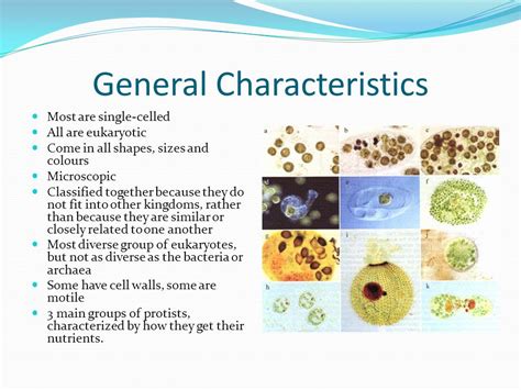 Protista Kingdom Characteristics Protista Examples Protist An