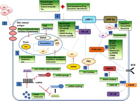 Treatment Strategies For Inactivating Ebv Infection Or Ebv Associated