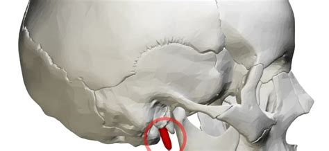Styloid Process What Is It And Where Is It Located Healthy Food Near Me