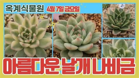 0407 아름다운 날개 잎장 나비금 자구 천재 Youtube