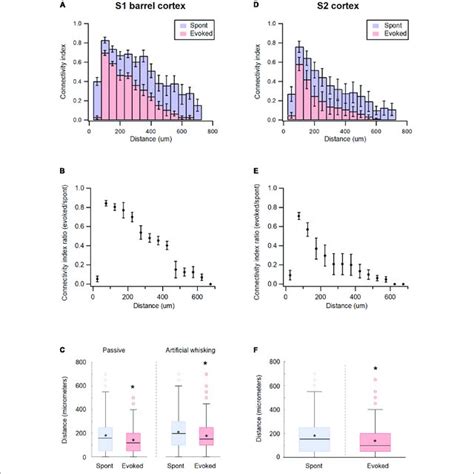 distance dependency of functional connectivity in somatosensory