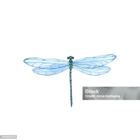 푸른 잠자리는 상세한 날개가 고립되어 있습니다 수채화 손으로 그린 현실적인 비행 곤충 Llustration 디자인 잠자리에 대한