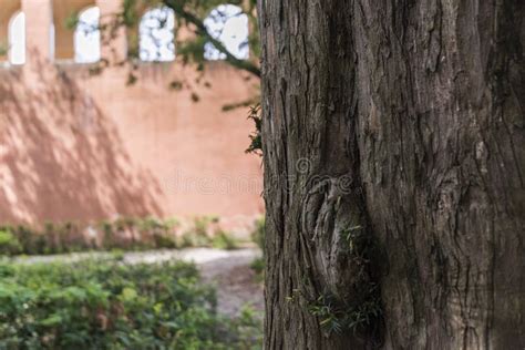 The Tree Stock Image Image Of Abstract Wall Texture