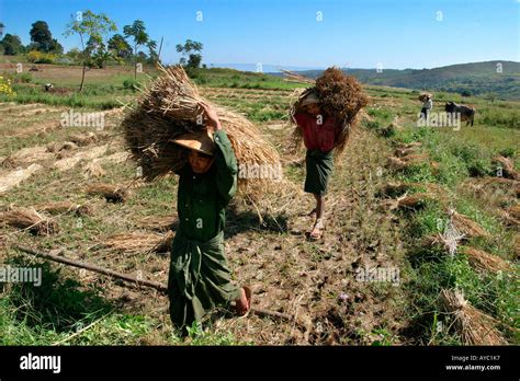 Burmese Farmers Harvesting Corn In The Fields Near Maymyo Pyin U Lwin Burma Myanmar Stock Burmese Farmers Harvesting Corn In The Fields Near Maymyo Pyin U Lwin Burma Myanmar Stock