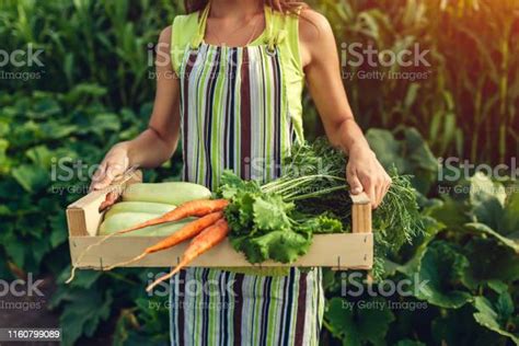 신선한 채소로 가득 찬 나무 상자를 들고 있는 젊은 농부 여자는 여름 작물을 수집 정원 가득 찬에 대한 스톡 사진 및 기타 이미지 가득 찬 건강한 생활방식 건강한