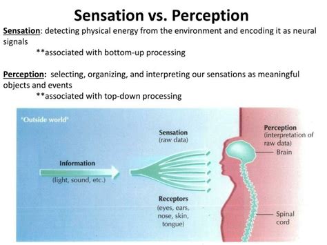 Psychology Examples Of Sensation And Perception At Ashley Smalley Blog