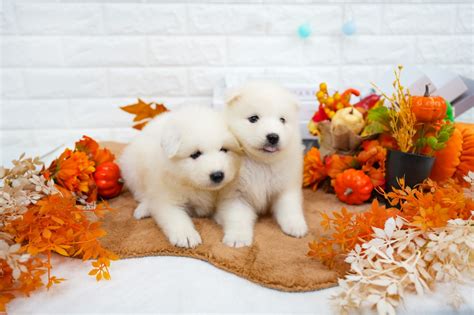 사모예드분양 골든리트리버분양 사모예드분양 라브라도리트리버분양 도베르만분양