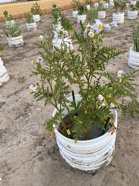 U Of I Researchers Using Nightshade Genes To Develop Nematode Resistant Potatoes Spudman