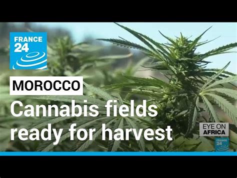 Video Inside Sex Tourism In Morocco The North Africa Journal