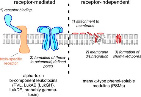 Figure 1 From Staphylococcus Aureus Toxins Semantic Scholar