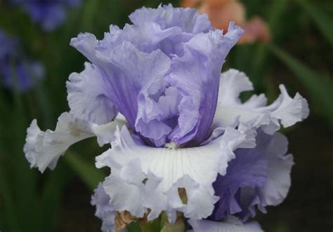 Your Favorite Blyth Irises In The Irises Forum