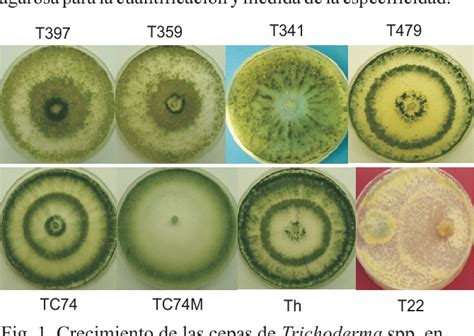 Figure 1 From Molecular Identification Of Trichoderma Spp Strains In