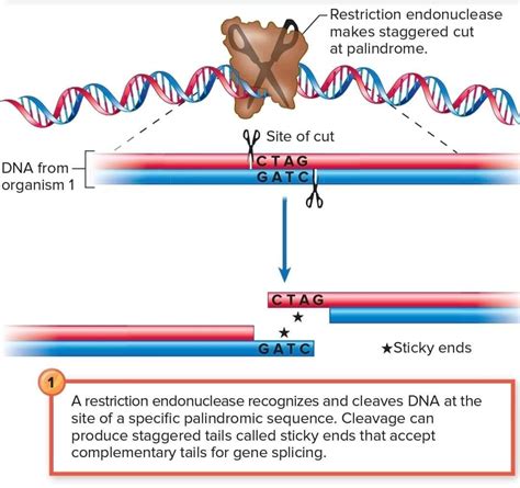 Hanaa Fayed På Linkedin In Bacteria And Archaea In Nature Restriction