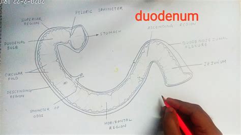 How To Draw Duodenum Youtube