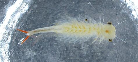 Chirocephalus Diaphanus Crustaces