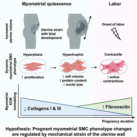 Effects Of Polydimethylsiloxane Membrane Surface Treatments On Human Uterine Smooth Muscle Cell