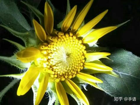 我爱夏天 知乎