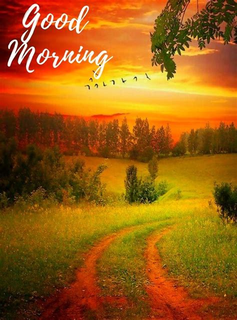 Good Morning Nature Images Hd Quotes Free Download