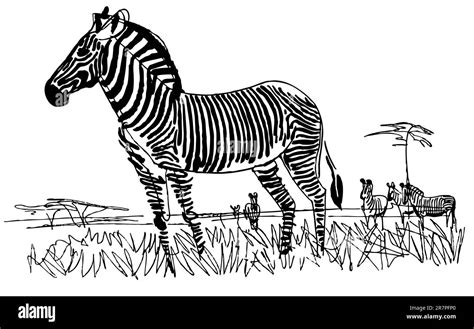 Zebra In The Grass Stock Vector Image And Art Alamy