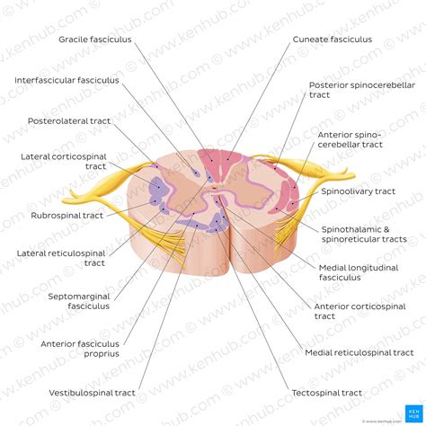 Spinal Cord Anatomy Structure Tracts And Function Kenhub