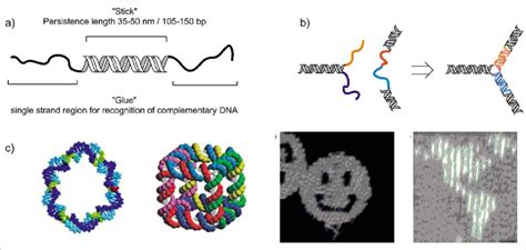 A Dna As Stick And Glue Molecules Indicating Rigid Rod And Flexible Download Scientific