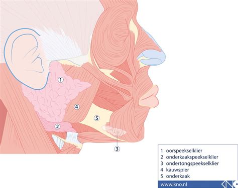 Anatomie Van De Ventrale Tong